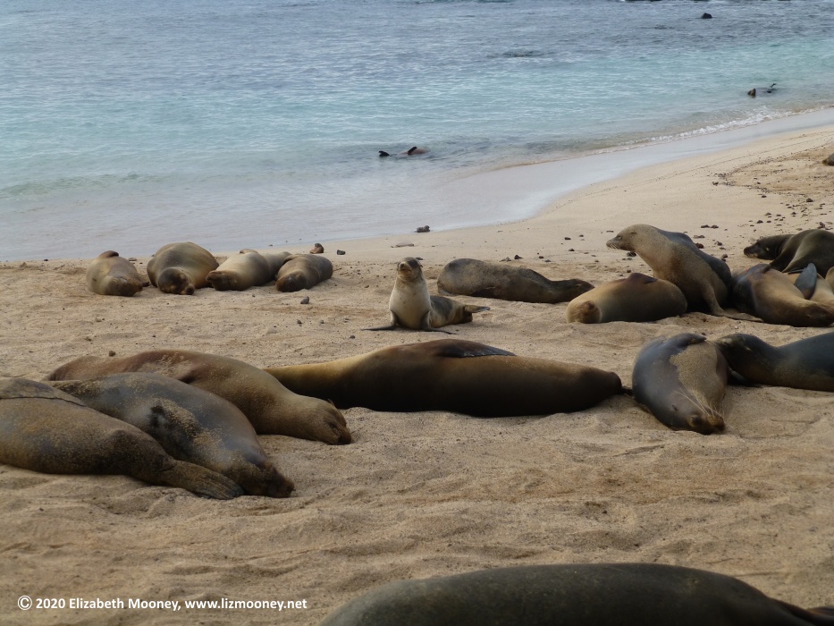 Galapagos – Elizabeth Mooney