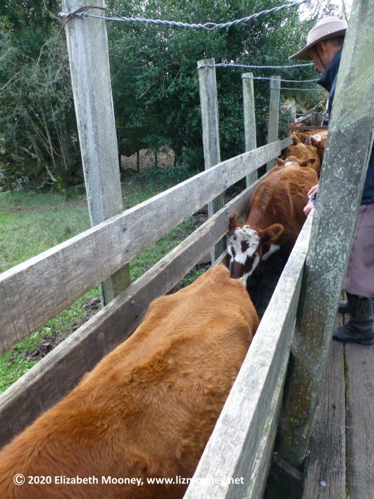 Uruguay – Elizabeth Mooney